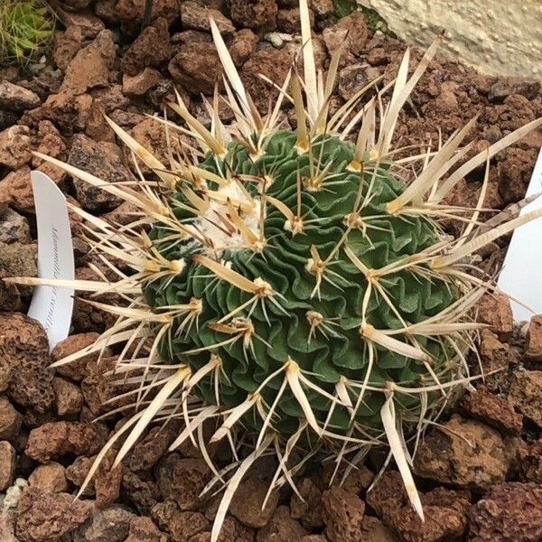Stenocactus Phyllacanthus Plant Care & How to Grow, Water
