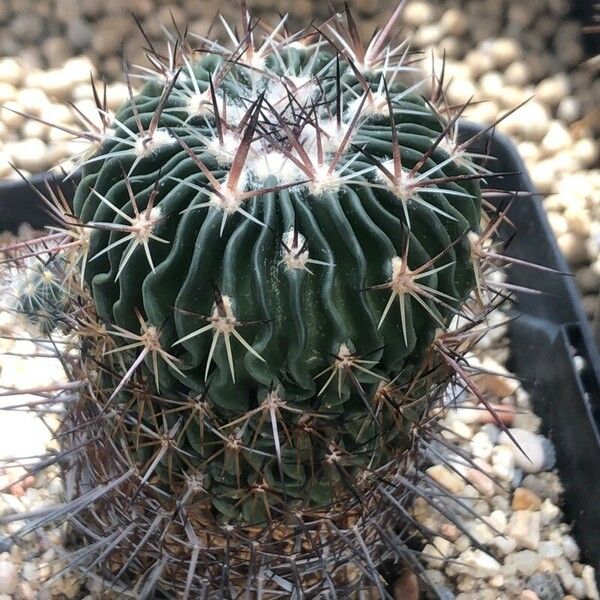 Stenocactus Sulphureus Plant Care & How to Grow, Water