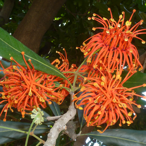 Firewheel Tree (Stenocarpus Sinuatus) Plant Care & How to Grow, Water