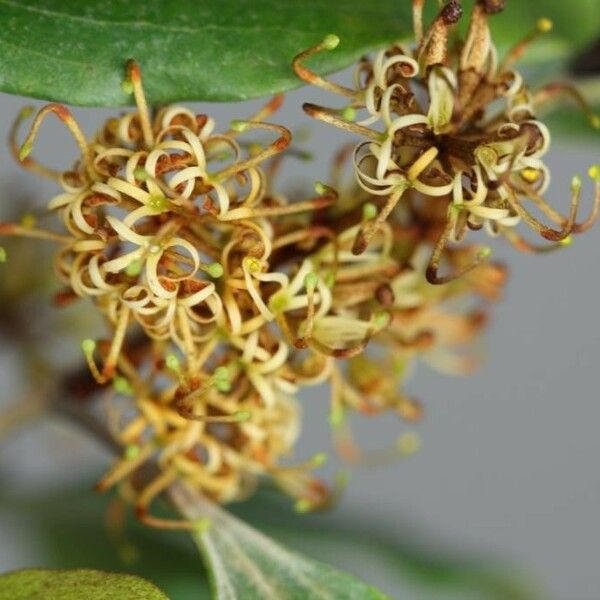 Stenocarpus Villosus Plant Care & How to Grow, Water