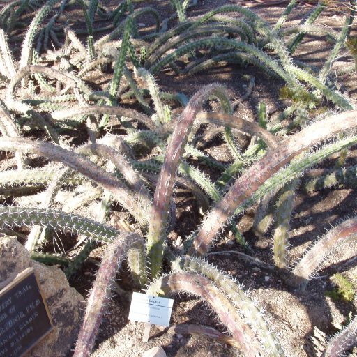 Octopus Cactus (Stenocereus Alamosensis) Plant Care & How to Grow, Water