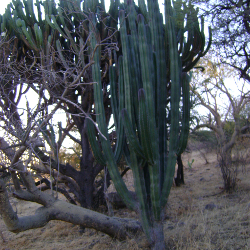 Mountain Organ Pipe (Stenocereus Montanus) Plant Care & How to Grow, Water