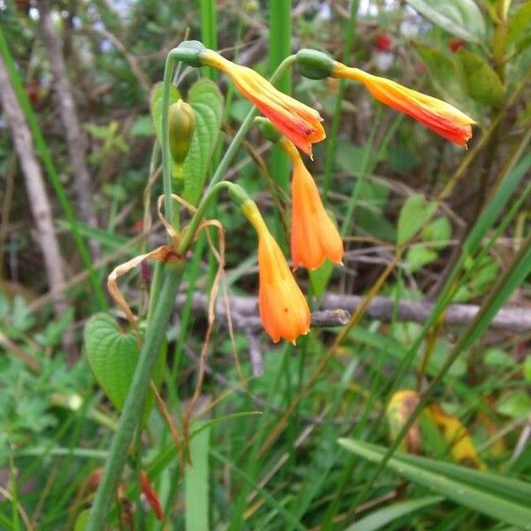 Poisonwood (Metopium Toxiferum) Plant Care & How to Grow, Water