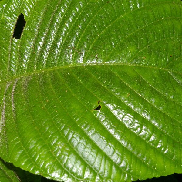 Stenostephanus Villosus Plant Care & How to Grow, Water