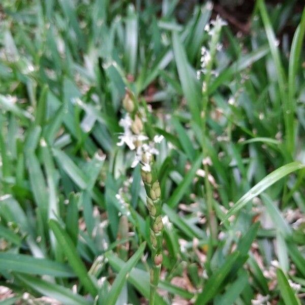 Buffalo Grass (Stenotaphrum Dimidiatum) Plant Care & How to Grow, Water