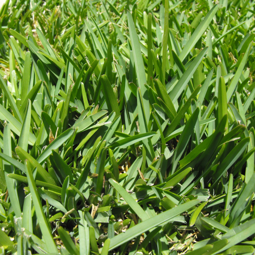 St. Augustine Grass (Stenotaphrum Secundatum) Plant Care & How to Grow ...