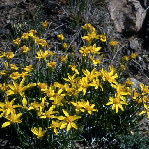 Stemless Goldenweed (Stenotus Acaulis) Plant Care & How to Grow, Water