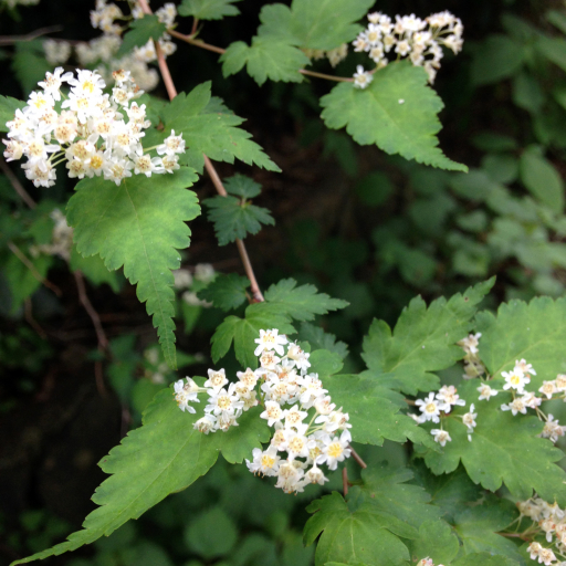 Laceshrub (Stephanandra Incisa) Plant Care & How to Grow, Water