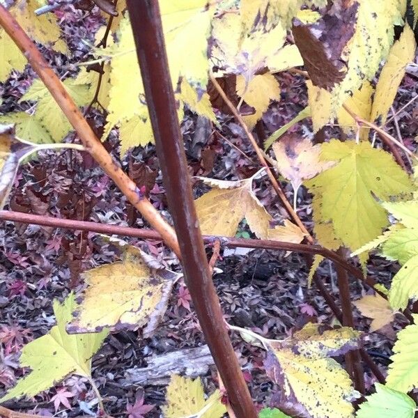 Stephanandra Tanakae Plant Care & How to Grow, Water