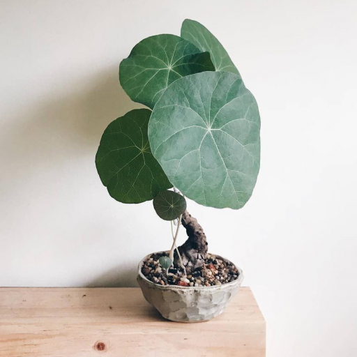 Stephania Kaweesakii Plant Care & How to Grow, Water