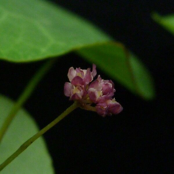 Stephania Rotunda Plant Care & How to Grow, Water