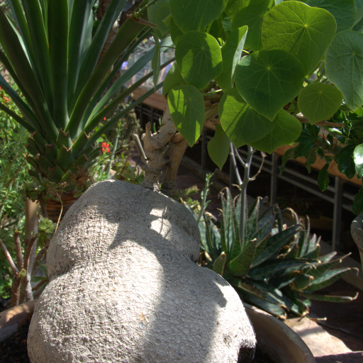 Blue Thistle (Carthamus Caeruleus) Plant Care & How to Grow, Water