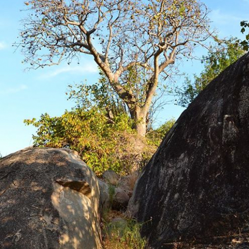 African Star-chestnut (Sterculia Africana) Plant Care & How to Grow, Water