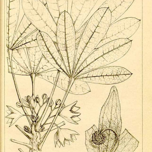 Cape Star-Chestnut (Sterculia Alexandri) Care Guide: Water, Soil ...