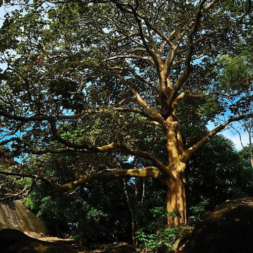Panama Tree (Sterculia Apetala) Plant Care & How to Grow, Water