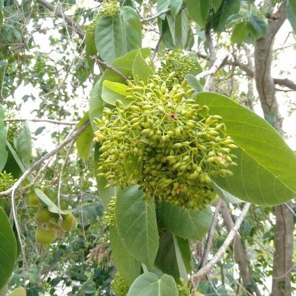 Sterculia Ceramica Care Guide: Water, Soil & Propagation - Plantiary