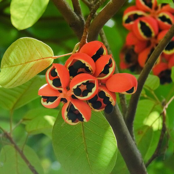 Sterculia Cordata Plant Care & How to Grow, Water