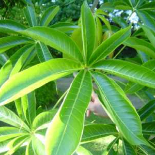 Hazel Sterculia (Sterculia Foetida) Plant Care & How to Grow, Water
