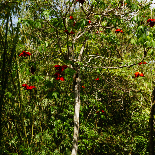 Sterculia Lanceolata Plant Care & How to Grow, Water