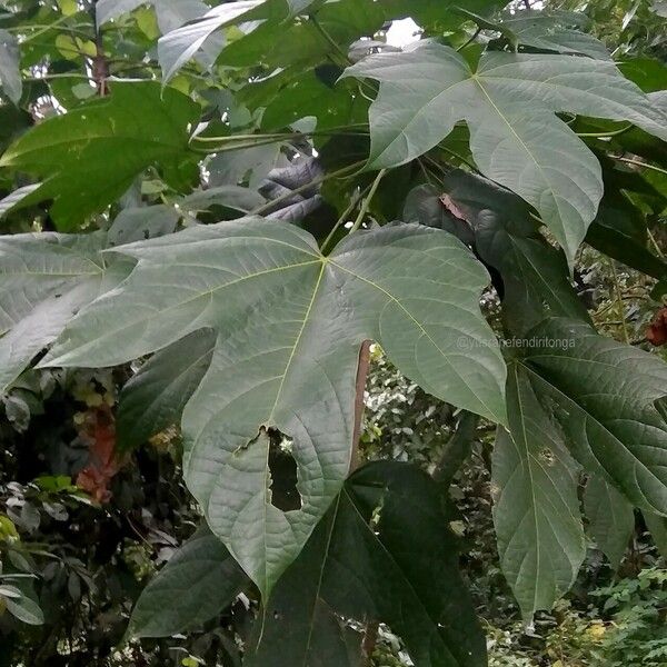 Big-Leaf Sterculia (Sterculia Macrophylla) Plant Care & How to Grow, Water