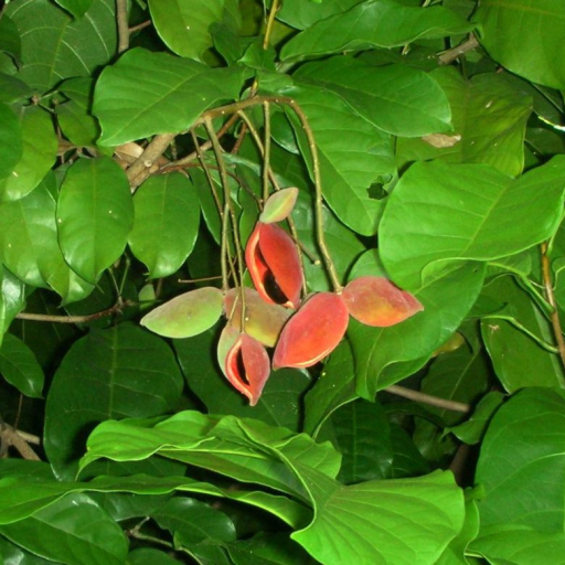 Chinese Chestnut (Sterculia Monosperma) Plant Care & How to Grow, Water