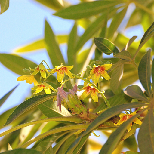 Lowveld Chestnut (Sterculia Murex) Plant Care & How to Grow, Water