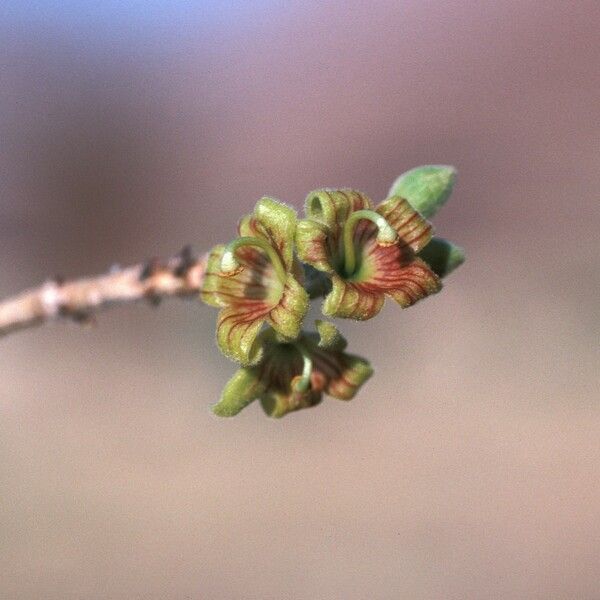 Small-leaved Star-chestnut (Sterculia Rogersii) Plant Care & How to ...