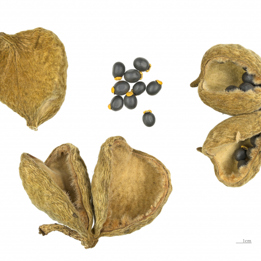 Sterculia Setigera Plant Care & How to Grow, Water