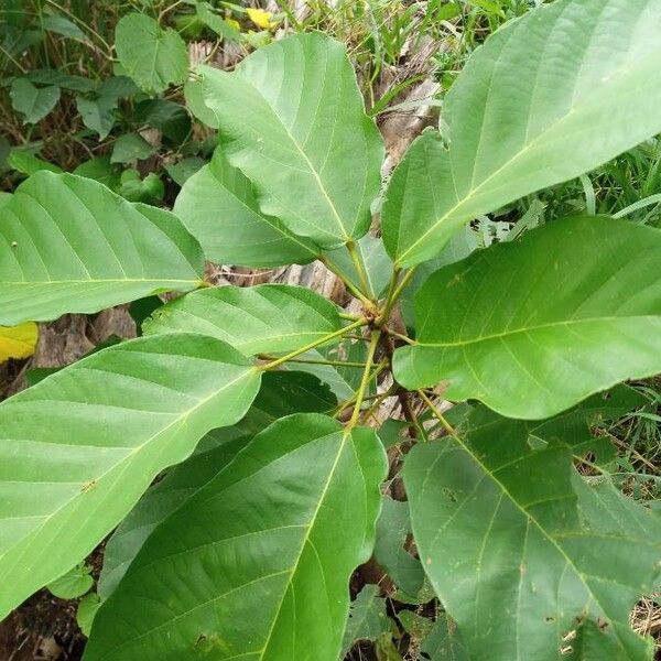 Gum Tragacanth (Sterculia Tragacantha) Plant Care & How to Grow, Water