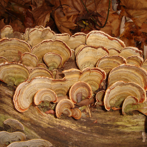 False Turkey-tail (Stereum Ostrea) Plant Care & How to Grow, Water
