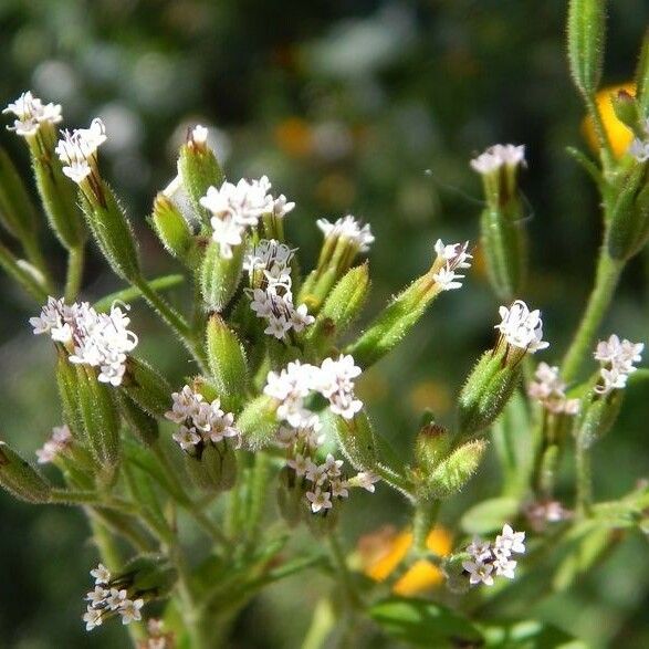 Annual Candyleaf (Stevia Micrantha) Plant Care & How to Grow, Water