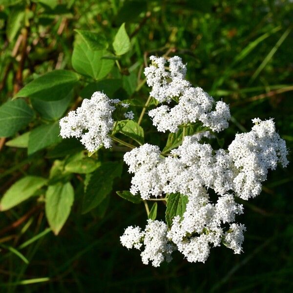 Roundleaf Candyleaf (Stevia Ovata) Plant Care & How to Grow, Water