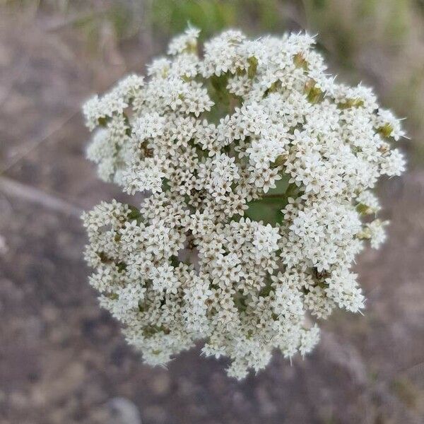 Sawtooth Candyleaf (Stevia Serrata) Plant Care & How to Grow, Water