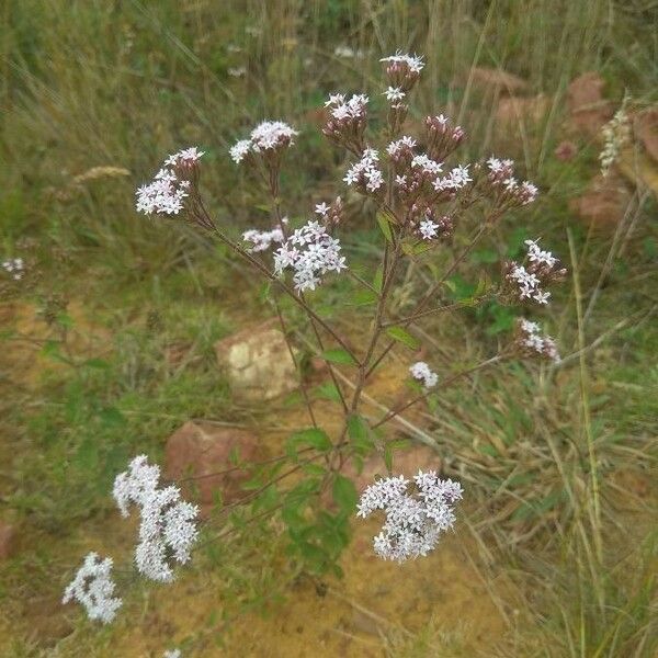 Viscid Candyleaf (Stevia Viscida) Plant Care & How to Grow, Water