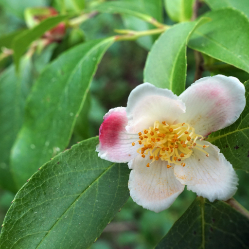 Upright Stewartia (Stewartia Rostrata) Plant Care & How to Grow, Water