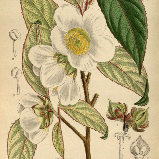 Chinese Stewartia (Stewartia Sinensis) Plant Care & How to Grow, Water