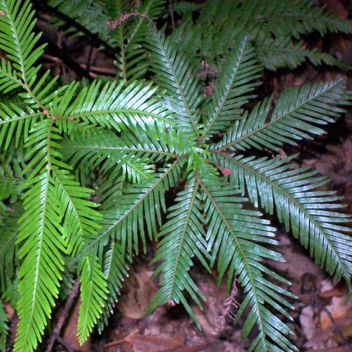 Shiny Fan Fern (Sticherus Flabellatus) Plant Care & How to Grow, Water