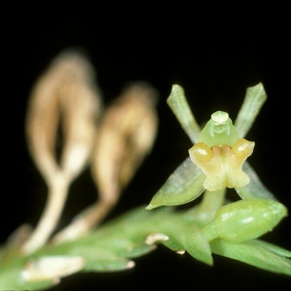 Stichorkis Disticha Plant Care & How to Grow, Water