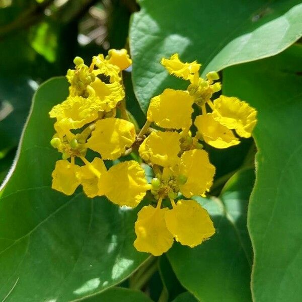 Stigmaphyllon Bonariense Plant Care & How to Grow, Water