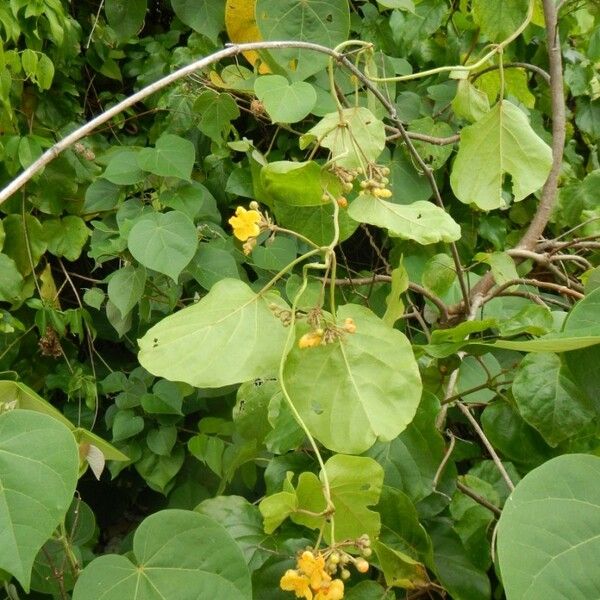 Stigmaphyllon Grandifolium Plant Care & How to Grow, Water