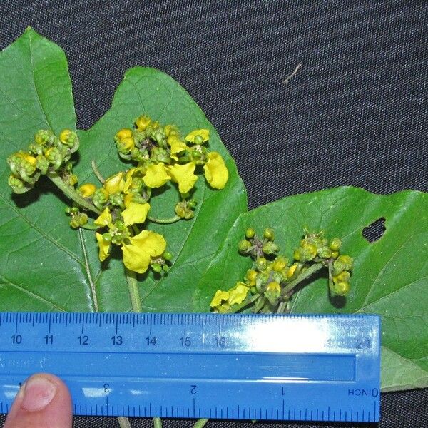 Stigmaphyllon Retusum Plant Care & How to Grow, Water