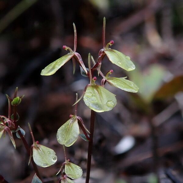 Stigmatodactylus Confusus Plant Care & How to Grow, Water