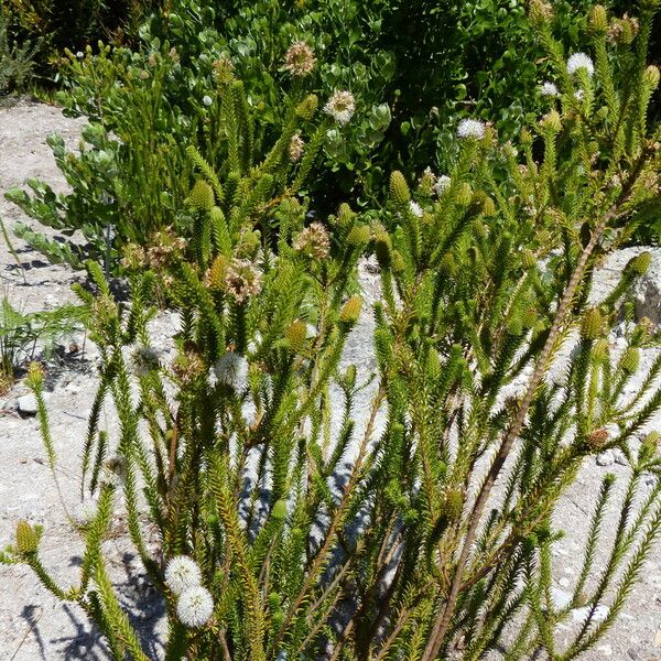 Heath Candlestick (Stilbe Ericoides) Care Guide: Water, Soil ...