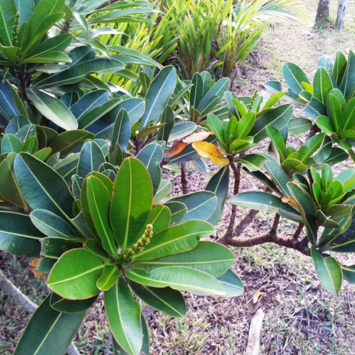 Fangame (Stillingia Lineata) Plant Care & How to Grow, Water