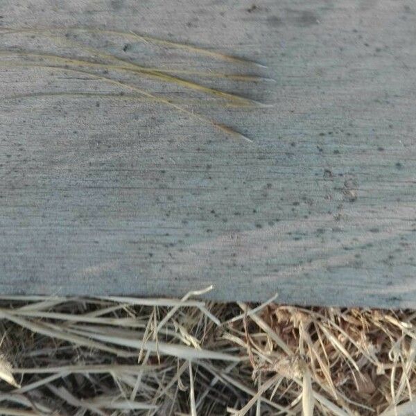 Stipa Balansae Plant Care & How to Grow, Water