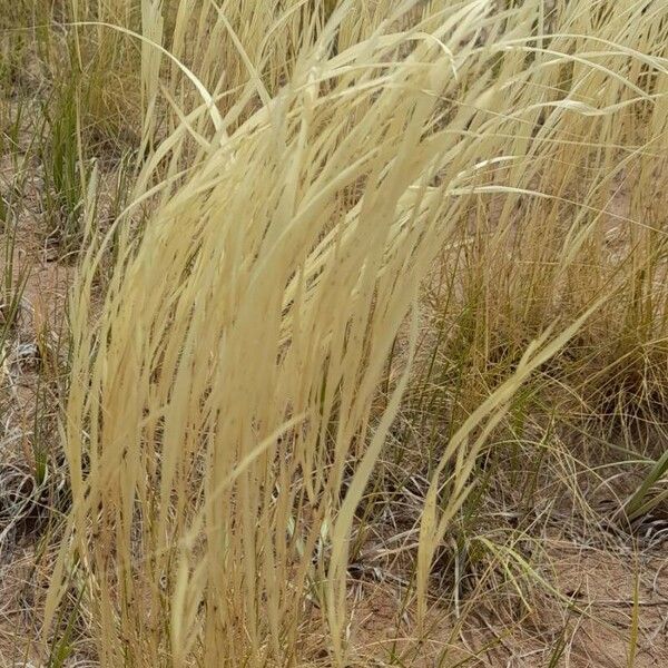 Stipa Barrancaensis Plant Care & How to Grow, Water