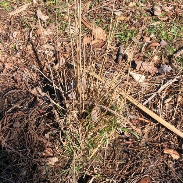 Stipa Bromoides Care Guide: Water, Soil & Propagation - Plantiary