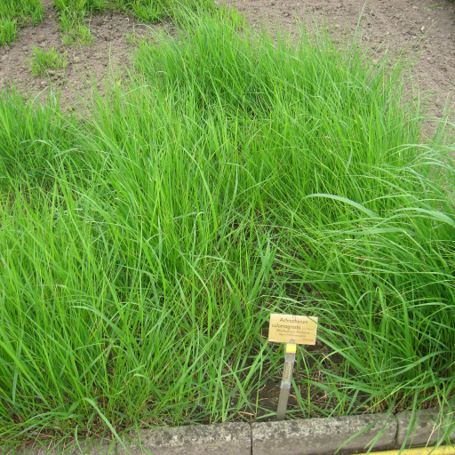 Stipa Calamagrostis Plant Care & How to Grow, Water