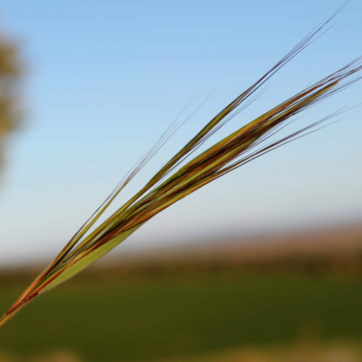 Cape Ricegrass (Stipa Capensis) Plant Care & How to Grow, Water
