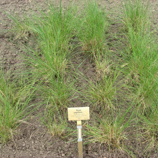 Hairy Feathergrass (Stipa Capillata) Plant Care & How to Grow, Water